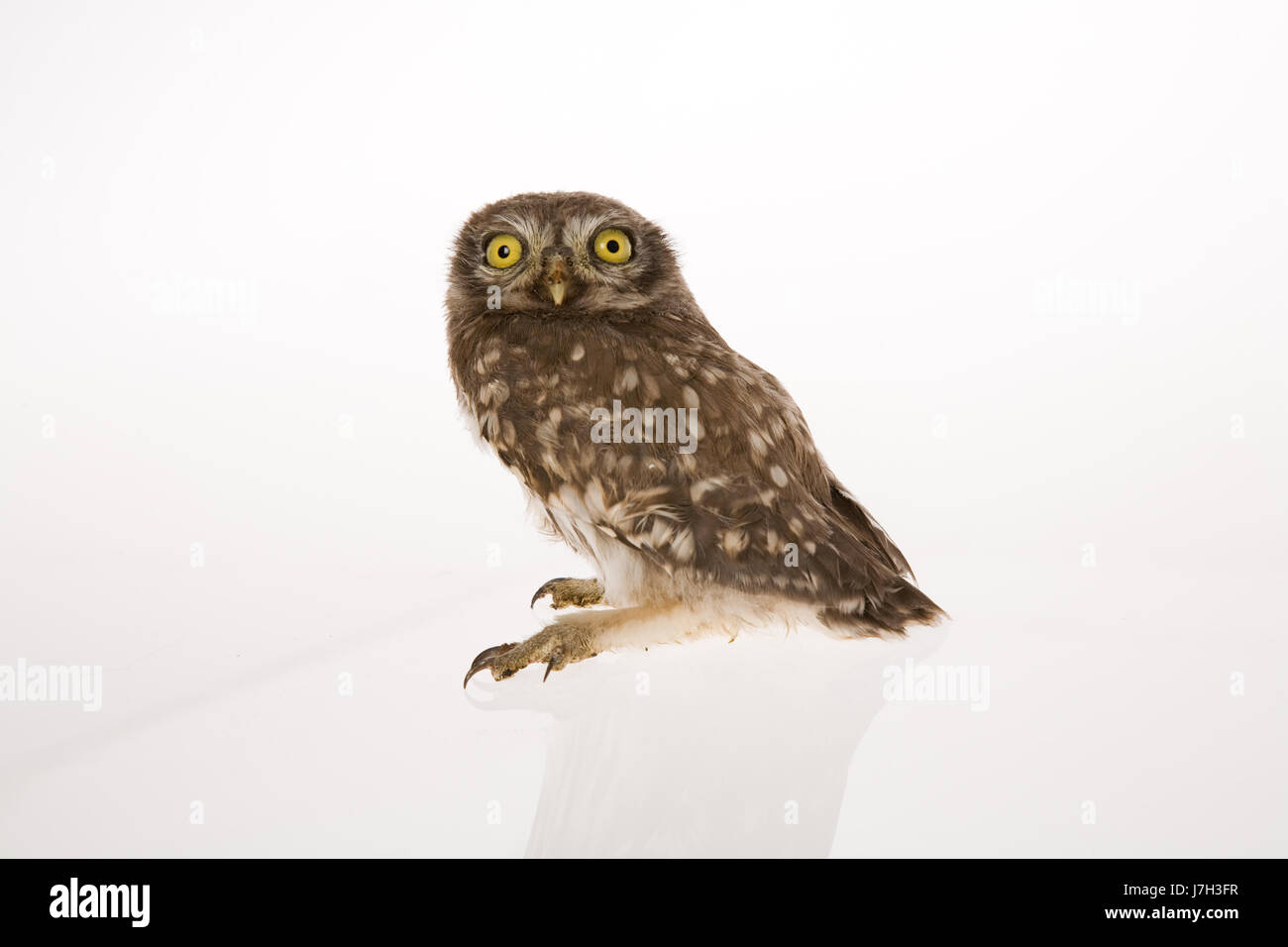 bird black swarthy jetblack deep black beak backdrop background glass ...