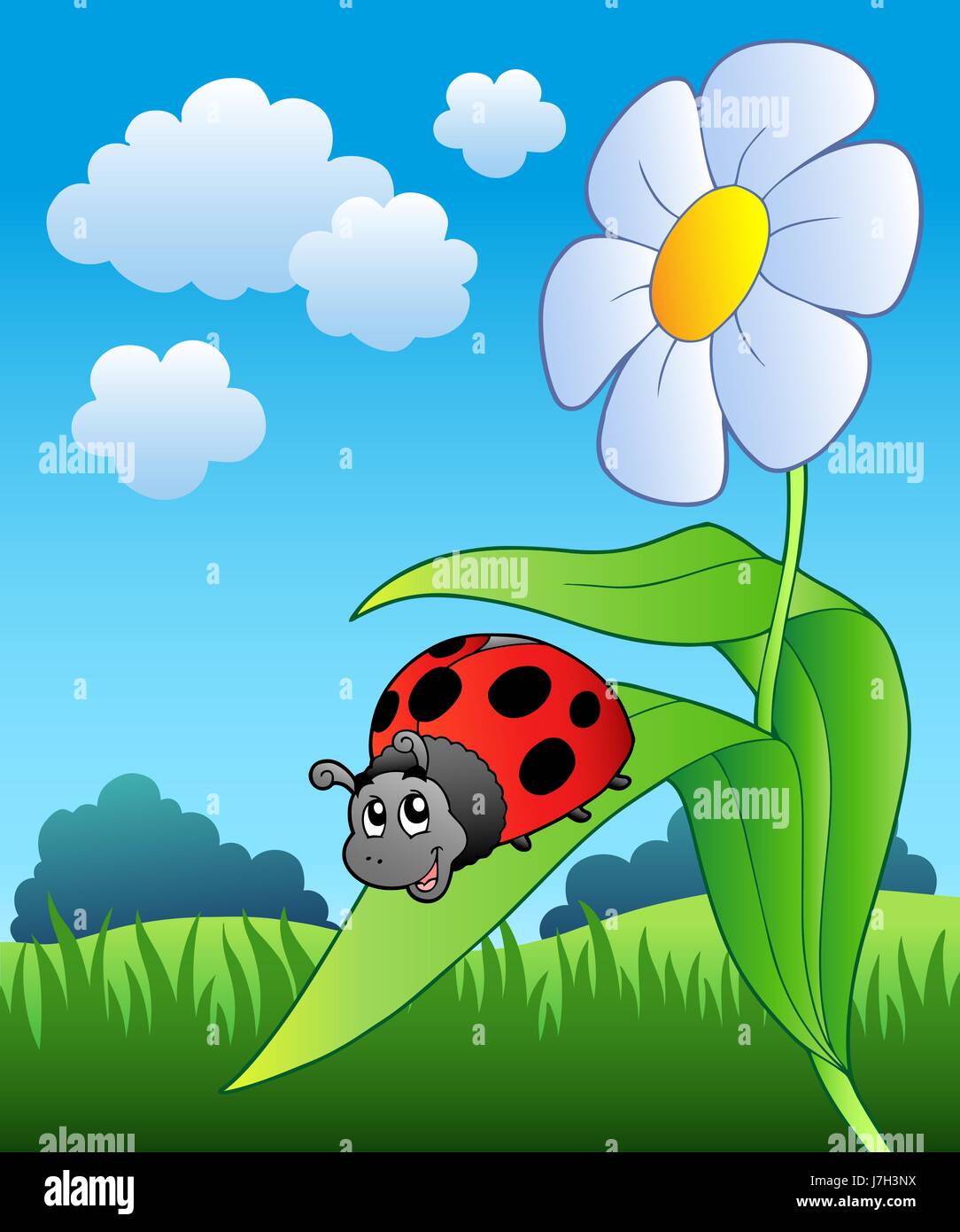 detail closeup insect fauna beetle ladybird nature ladybug laugh laughs ...