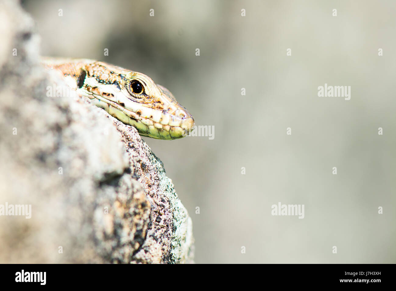 Lizard Reptile Podarcis Siculus Head detail Stock Photo - Alamy