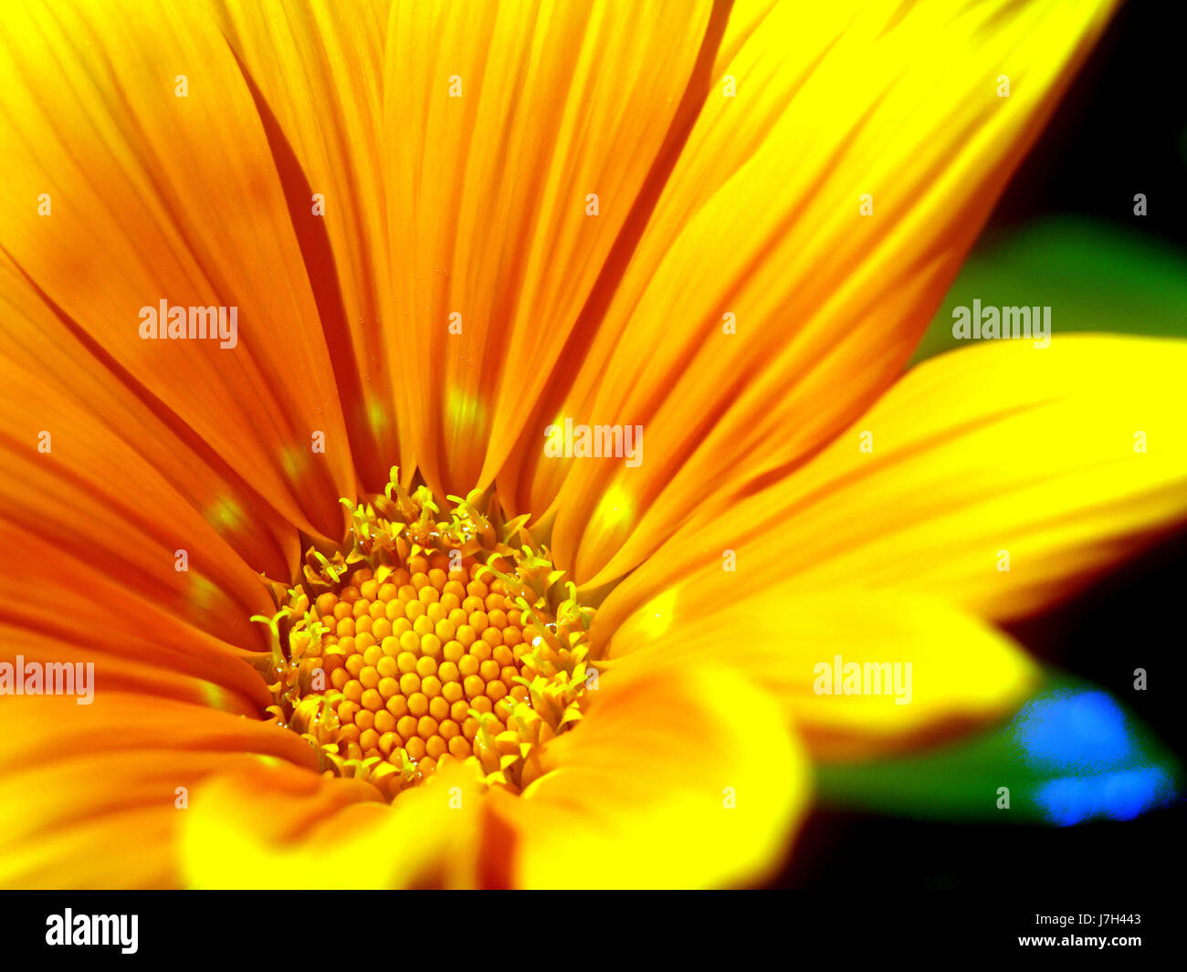 Close up flowers in full bloom Stock Photo - Alamy