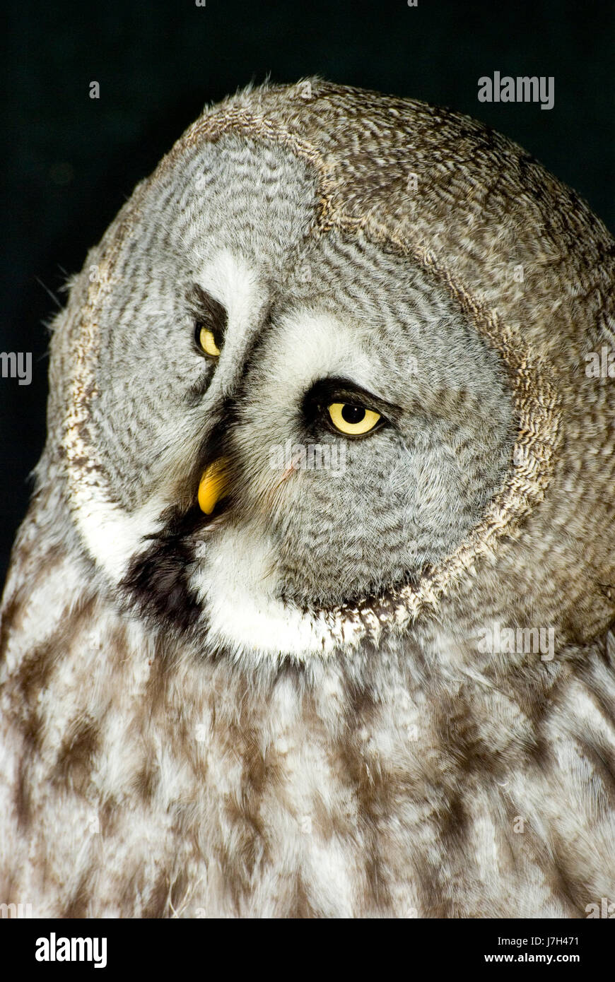 Great Grey Owl Stock Photo - Alamy