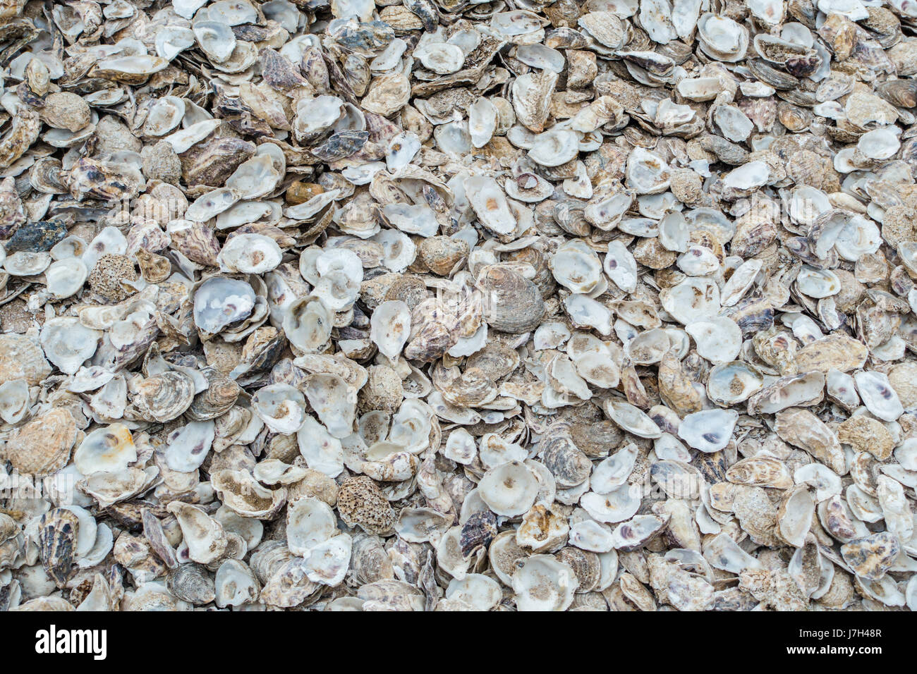 Empty Oyster shells lie on the floor after being caught. Taken in the ...