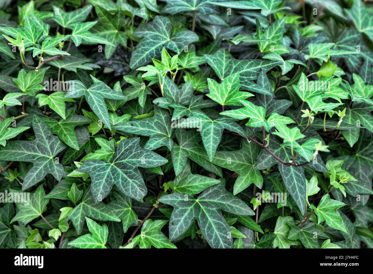 Ivy background hi-res stock photography and images - Alamy