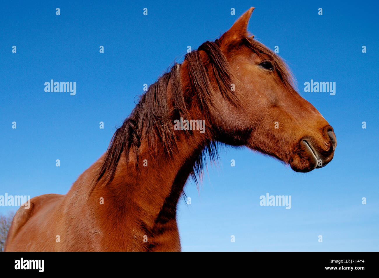 horse animal gallop stallion rider equestrian nature beautiful ...