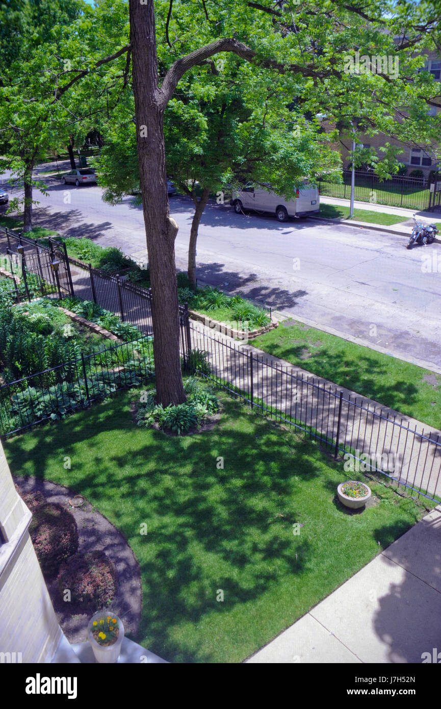 Shady tree in the city Stock Photo - Alamy