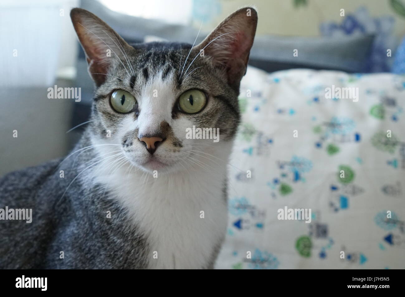 Cat staring into the distance Stock Photo - Alamy