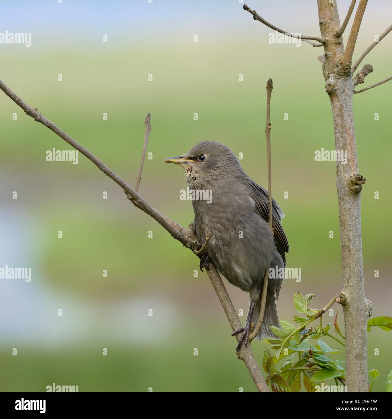 Fledgling starling hi-res stock photography and images - Alamy