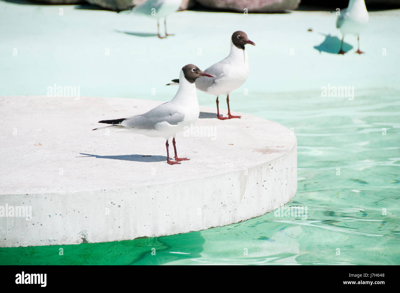 environment enviroment colour closeup bird beak creature calm color ...
