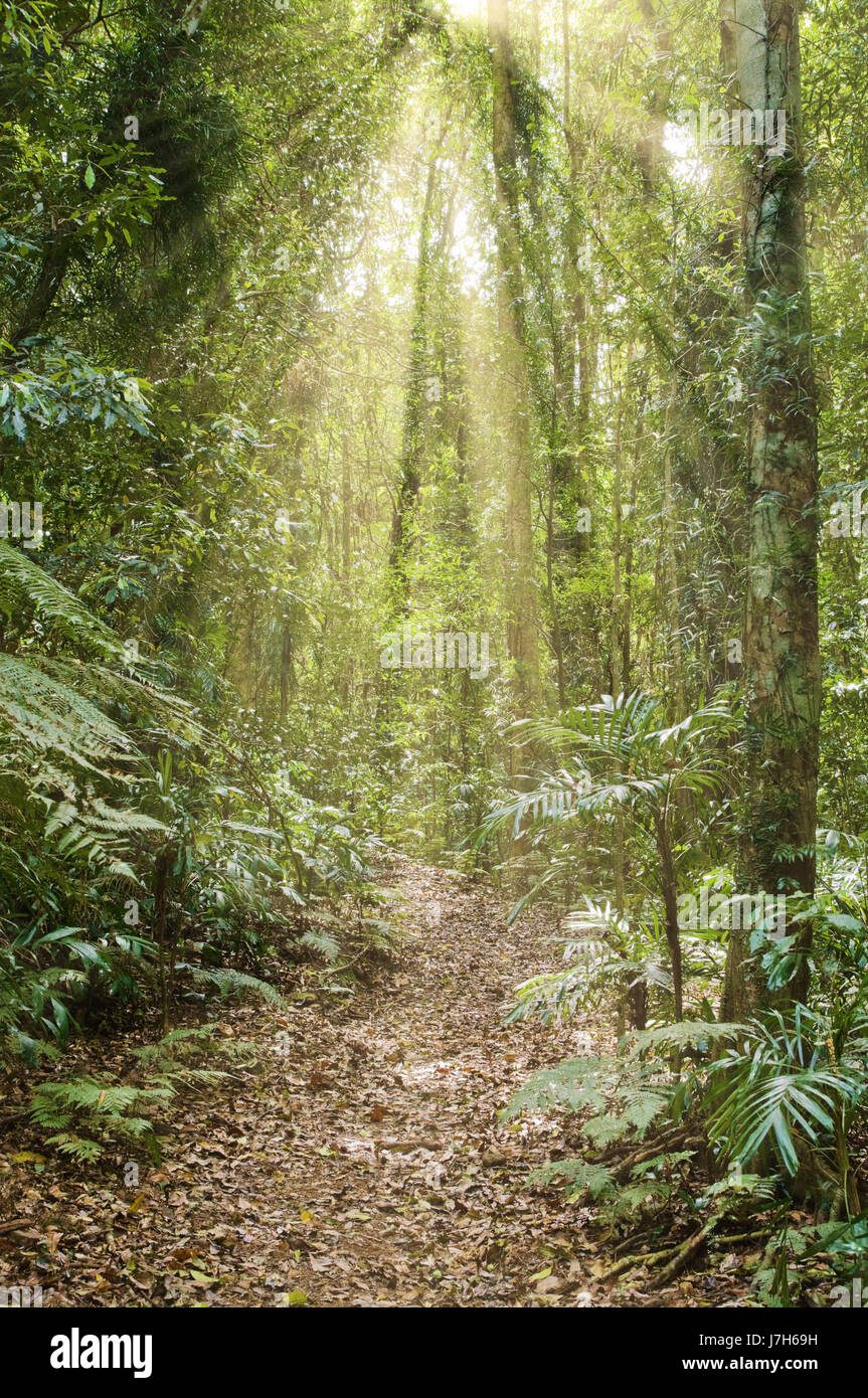 beautiful beauteously nice environment enviroment tree trees park ...