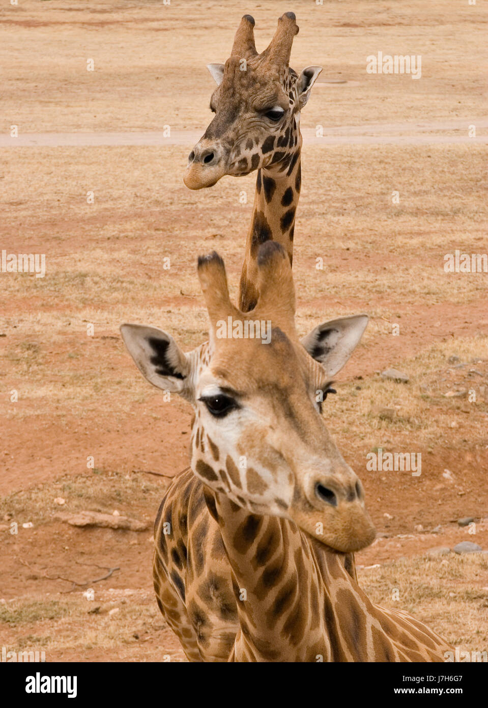 close animal look glancing see view looking peeking looking at photo ...