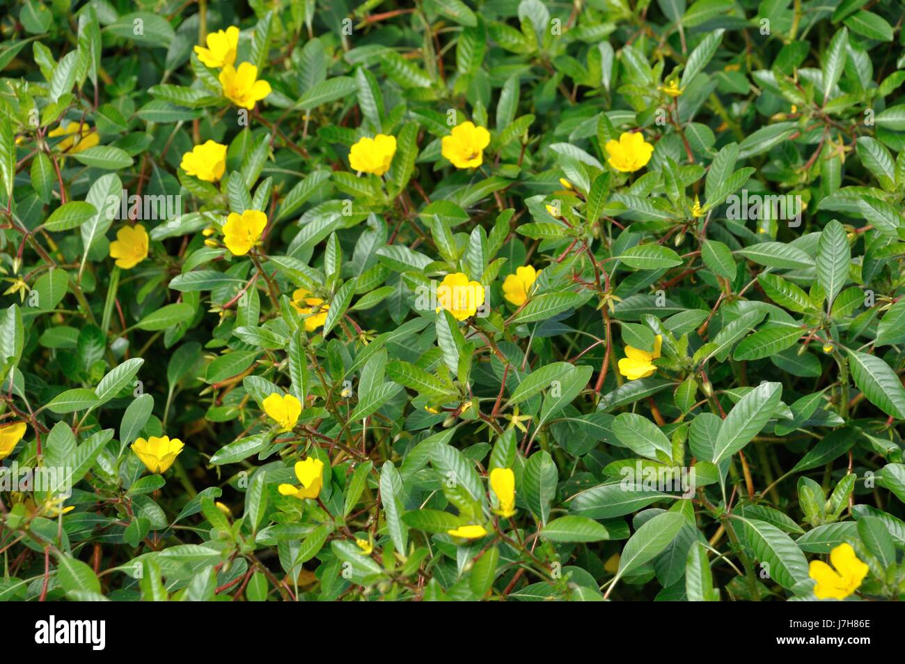 Onagracees hi-res stock photography and images - Alamy