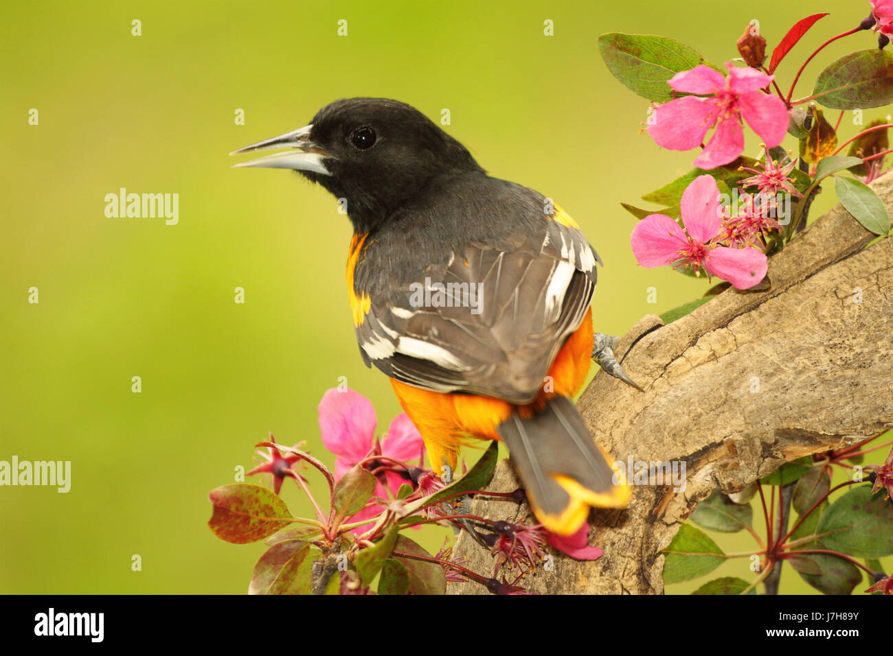 Baltimore oriole in flowers hi-res stock photography and images - Alamy
