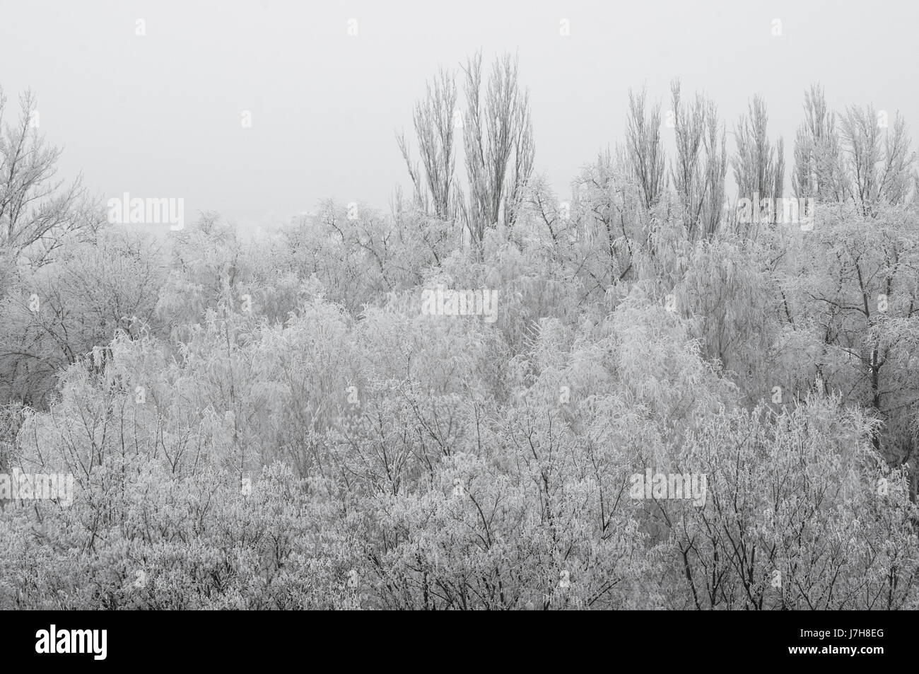 winter morning landscape - the trees in frost Stock Photo - Alamy