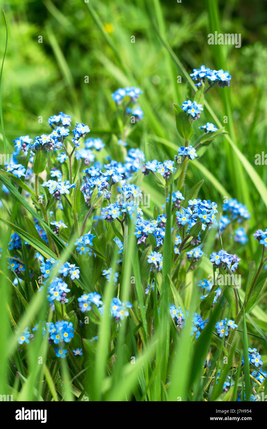 Blue forget-me-nots in green grass Stock Photo - Alamy