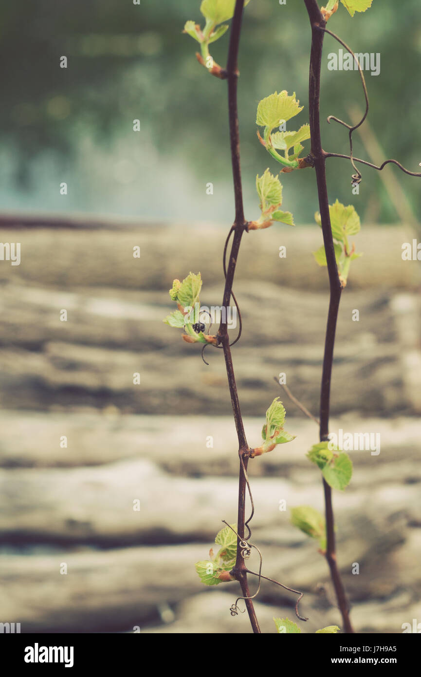 Young branches of a vine on the background of old logs and a lake Stock ...