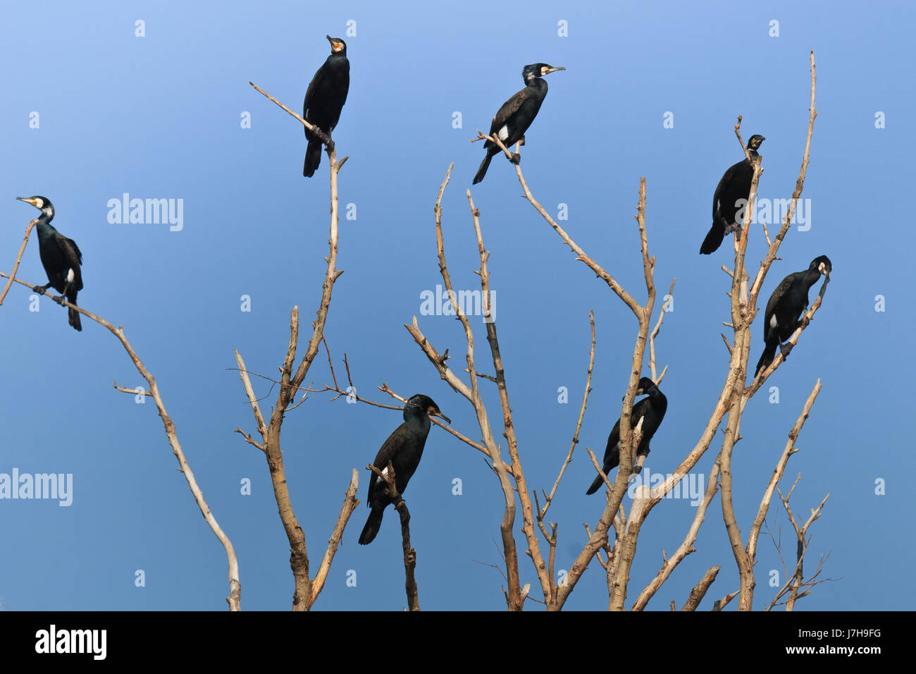 bird wild wing cormorant wildlife feather blue tree animal bird wild ...