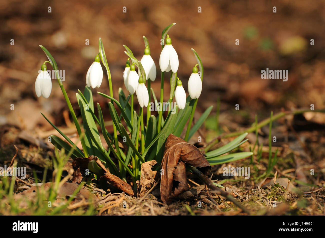 the spring comes Stock Photo - Alamy