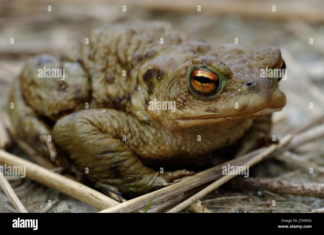 toad in the spring Stock Photo - Alamy