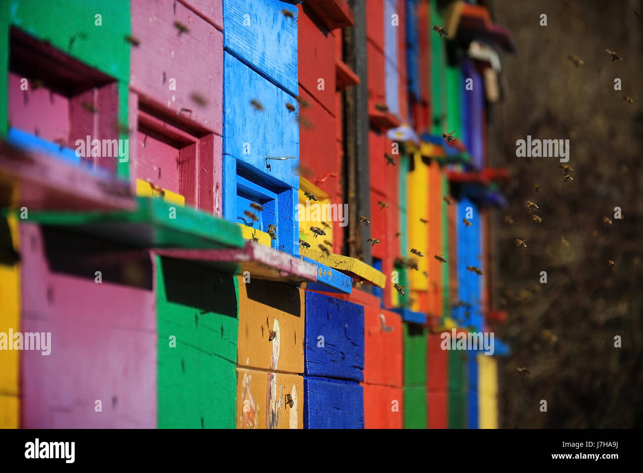 A group of traditional Slovenian beehives with bees flying around Stock ...