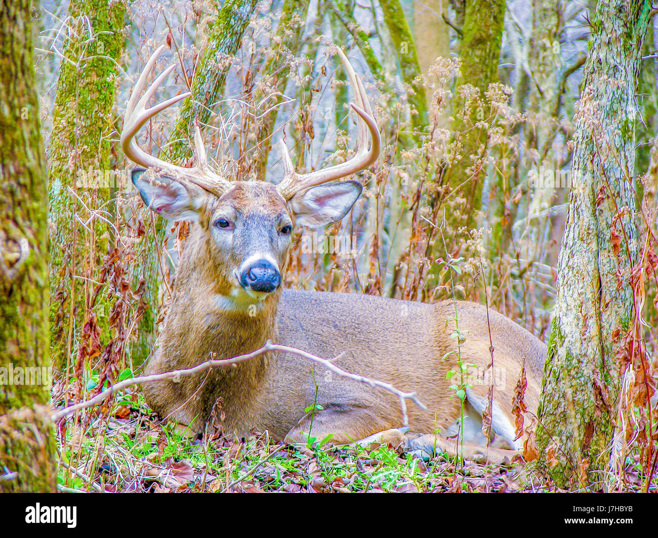 Whitetail Deer Buck bedded down in the woods Stock Photo - Alamy