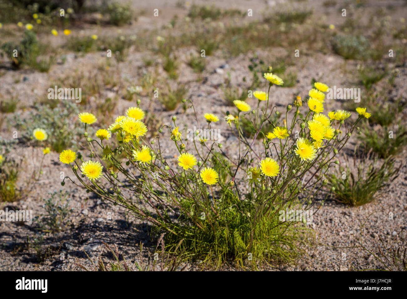 Spring desert dandelion wildflowers in the Box Canyons of the Orocopia ...