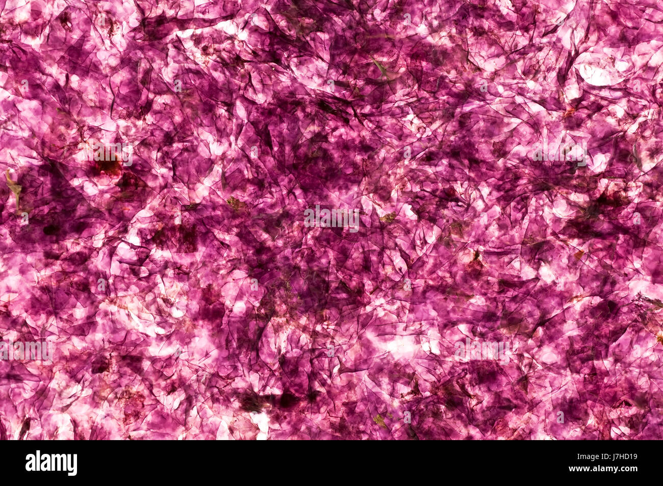 Rotalge hi-res stock photography and images - Alamy