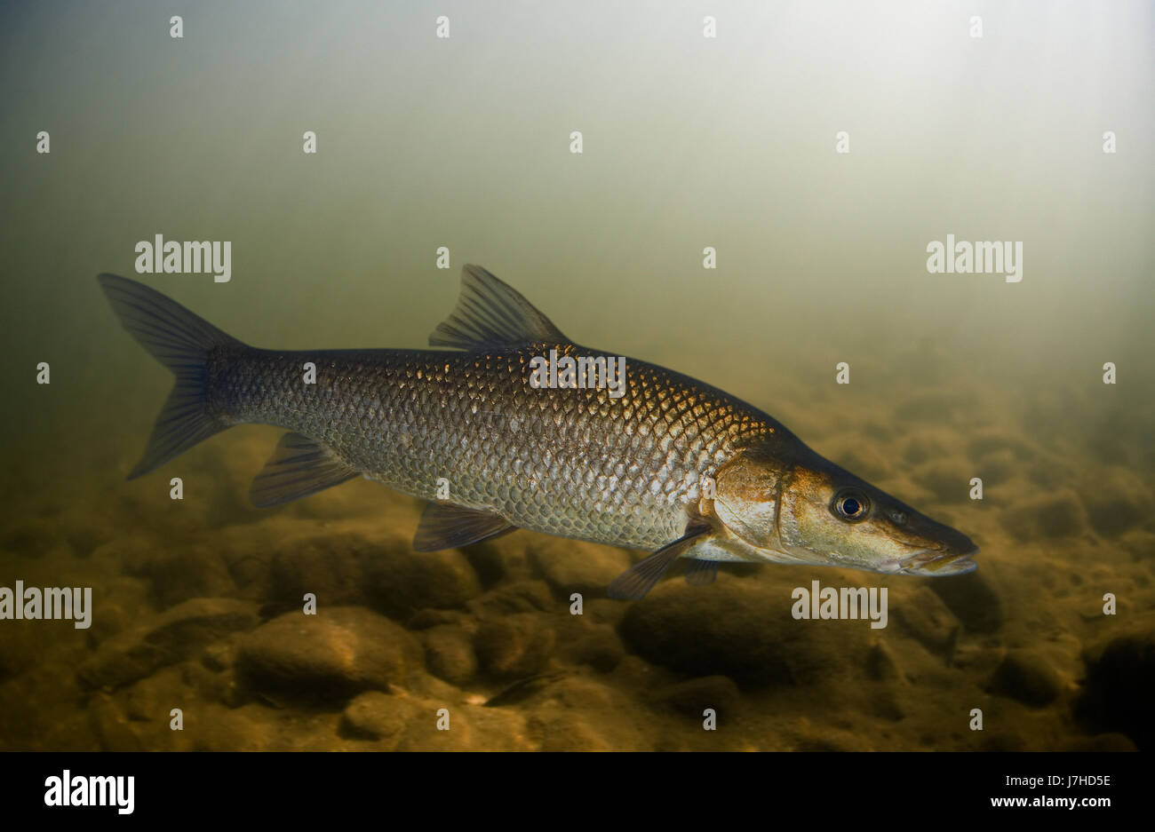 Portuguese barbel, Luciobarbus comizo. On stone bottom river Stock ...