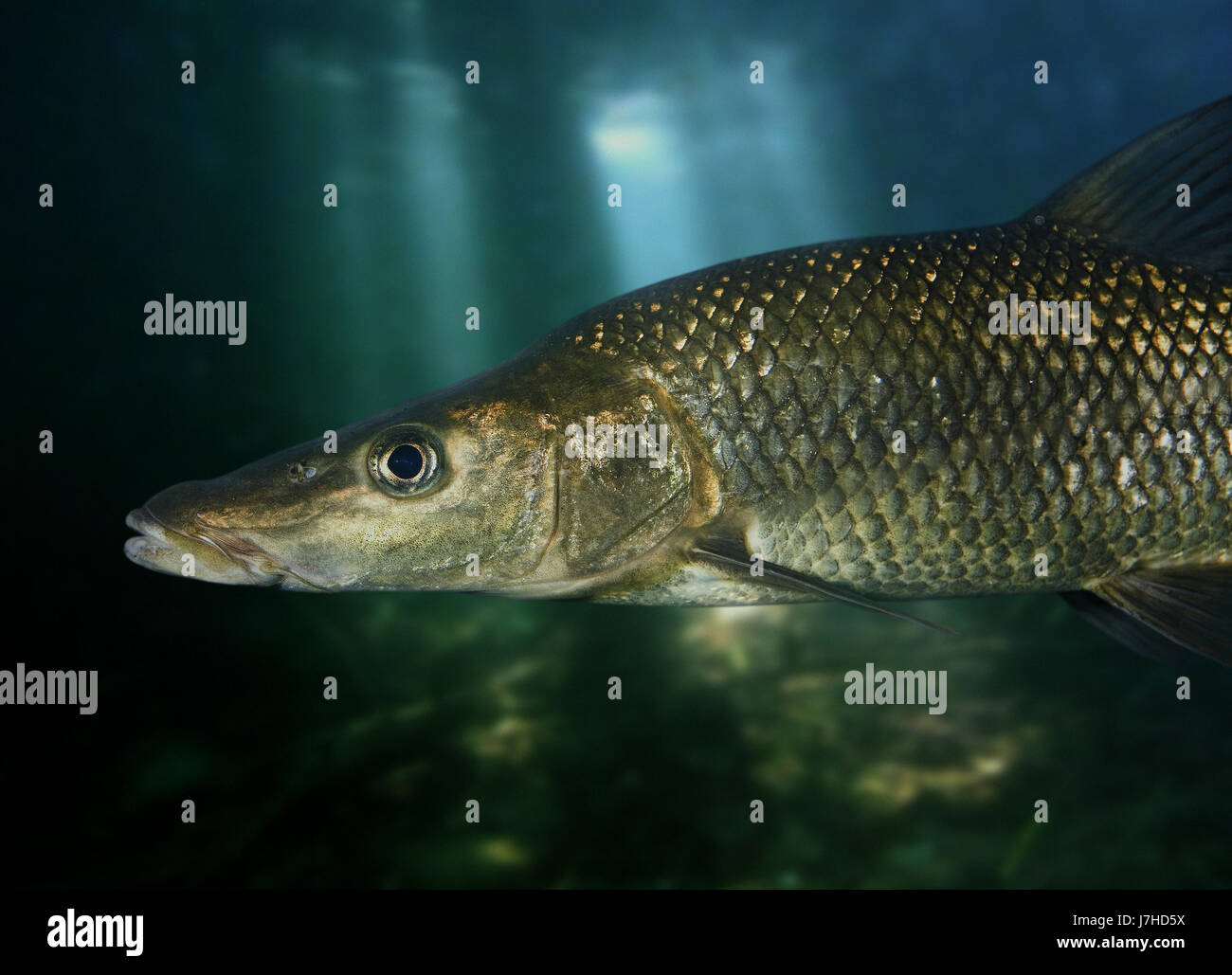 Luciobarbus Comizo Stock Photos & Luciobarbus Comizo Stock Images - Alamy