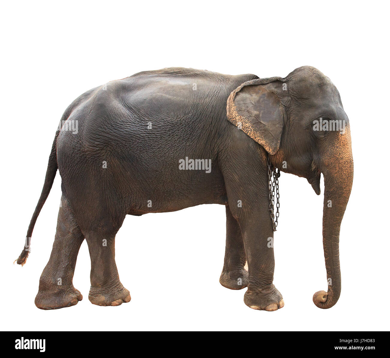 side view full body of thai elephant standing show beautiful skin and ...