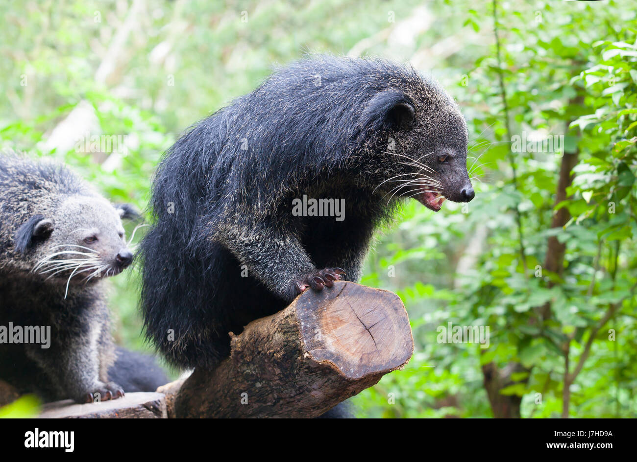 close up binturong in nature wild Stock Photo - Alamy