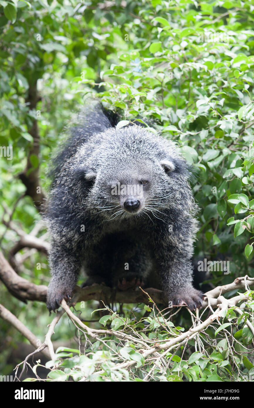 close up face of binturong in nature wild Stock Photo - Alamy