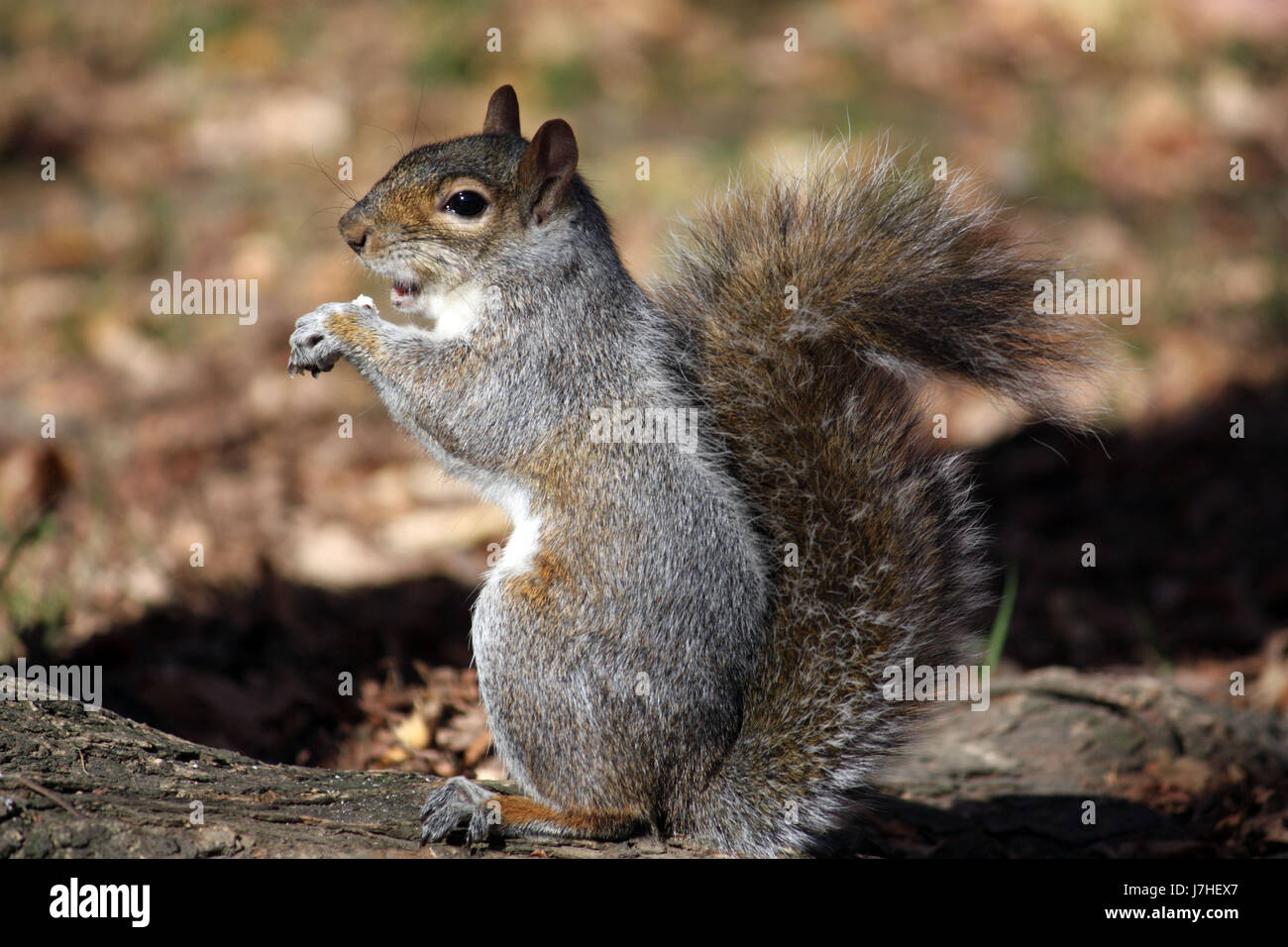 naughty new york squirrel (squirrel Stock Photo - Alamy