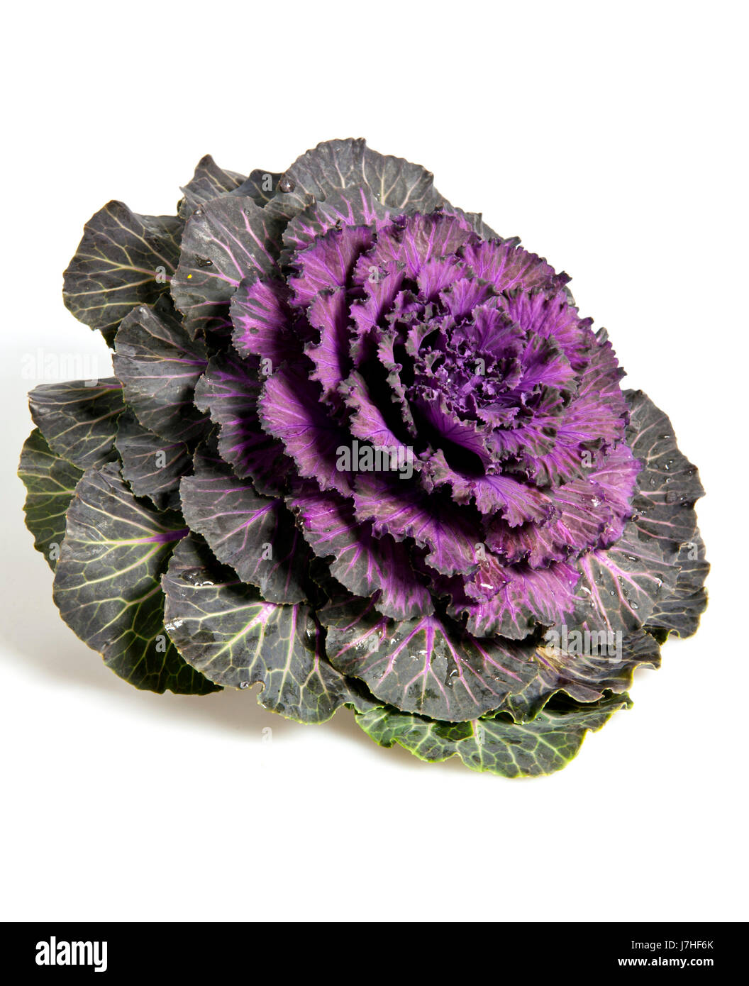 isolated garden leaves purple vegetable decoration cabbage lawn green ...
