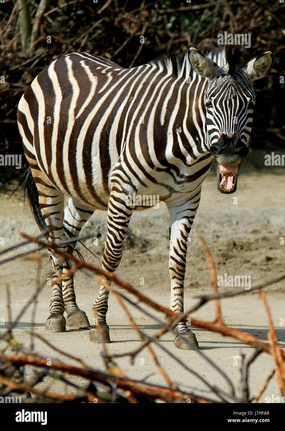 Zebra smile teeth hi-res stock photography and images - Alamy