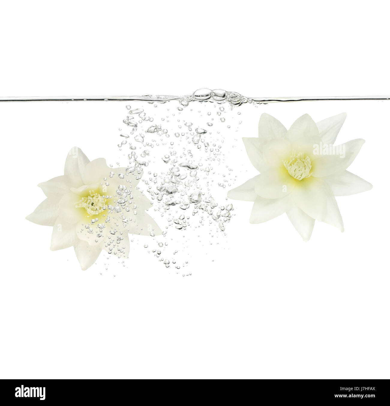 flower flowers plant summer summerly spring bubbles backdrop background ...