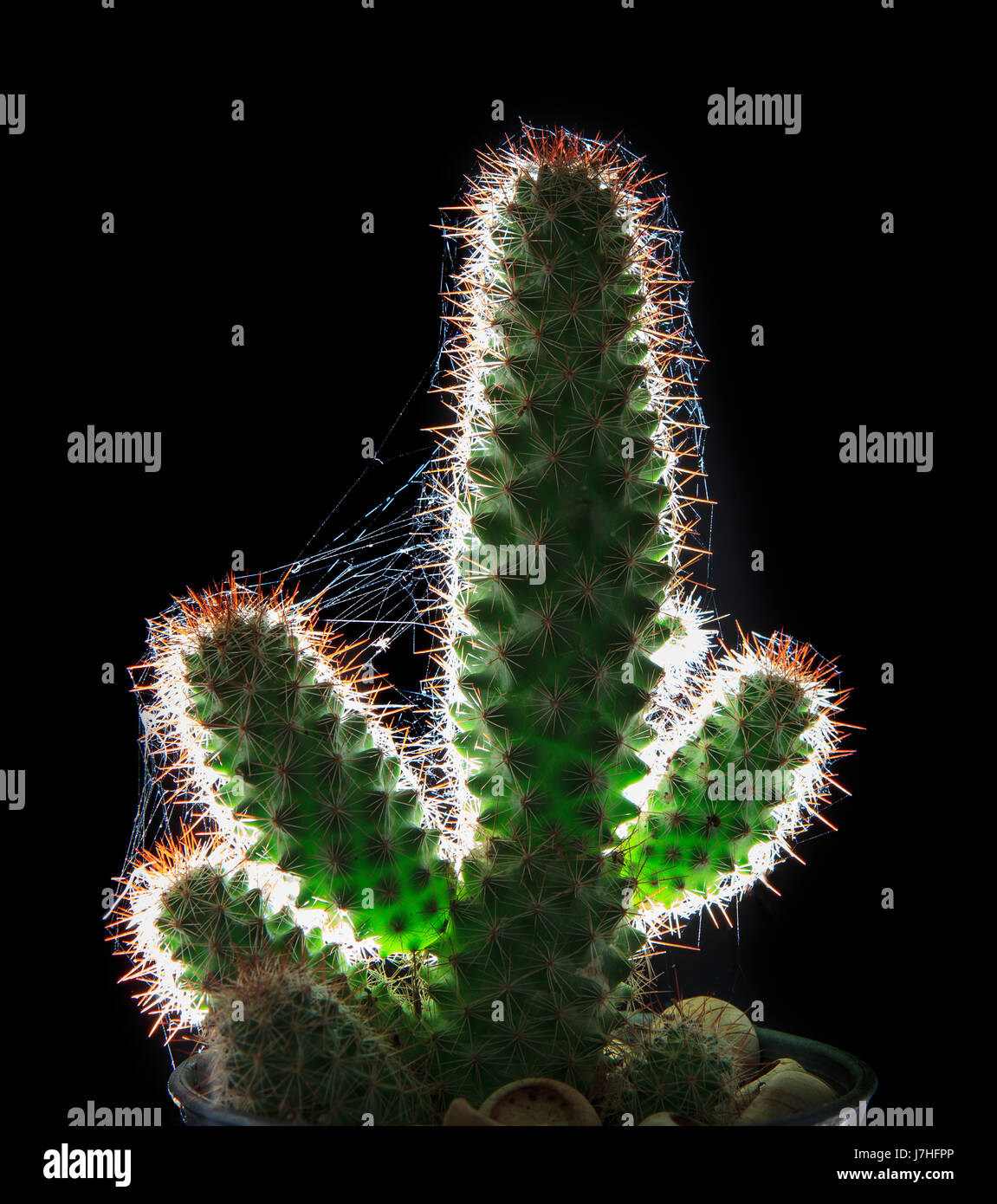 beautiful close up and rim light cactus on black background Stock Photo ...