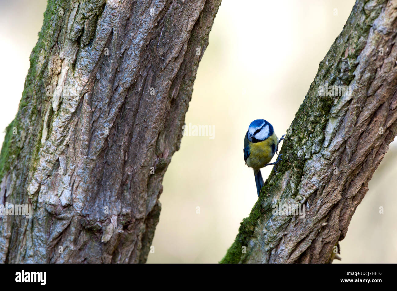 bird blue tit tree garden bird wild wildlife blue tit british woodland ...