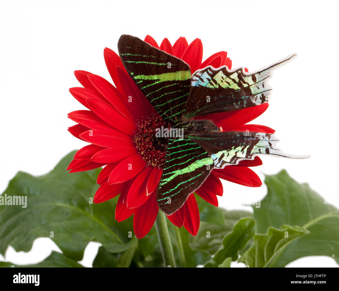 blue leaf closeup insect green butterfly wing spring bouncing bounces ...
