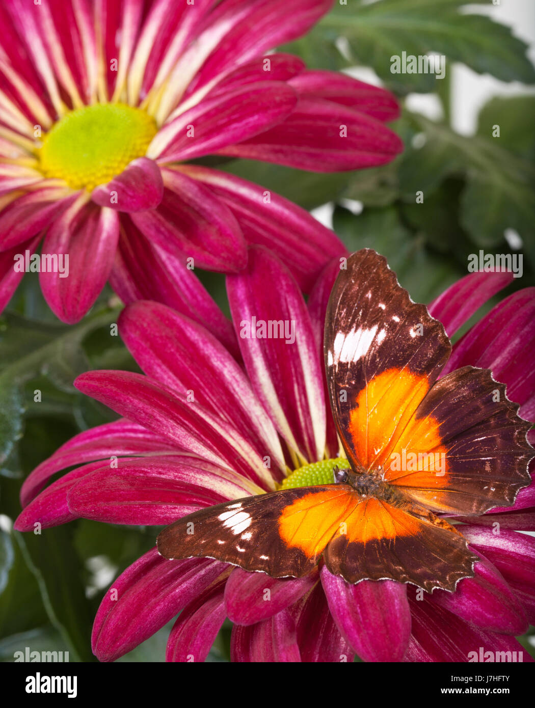 leaf closeup insect green brown brownish brunette fauna butterfly flora ...