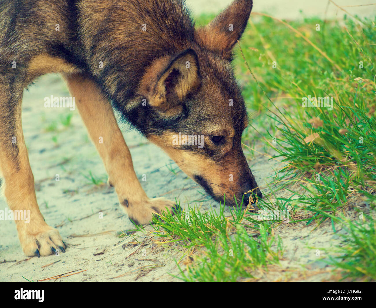 Sad sniff hi-res stock photography and images - Alamy