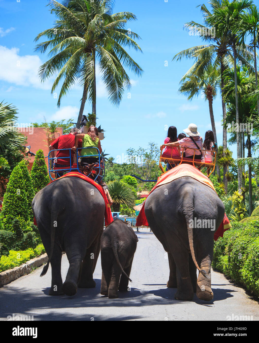 Elephant with baby on back hi-res stock photography and images - Alamy