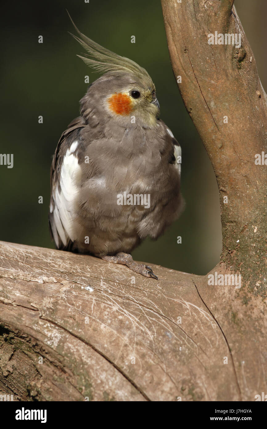 Lutino cockatiel hi-res stock photography and images - Alamy