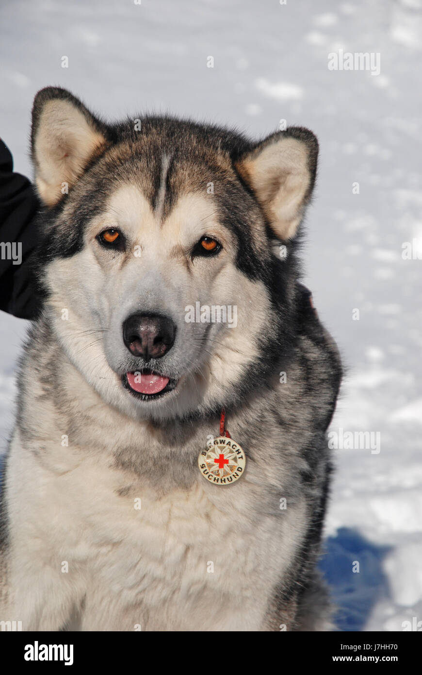 Lawinenrettung hi-res stock photography and images - Alamy