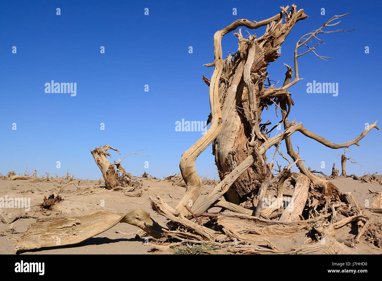 Populus diversifolia hi-res stock photography and images - Alamy