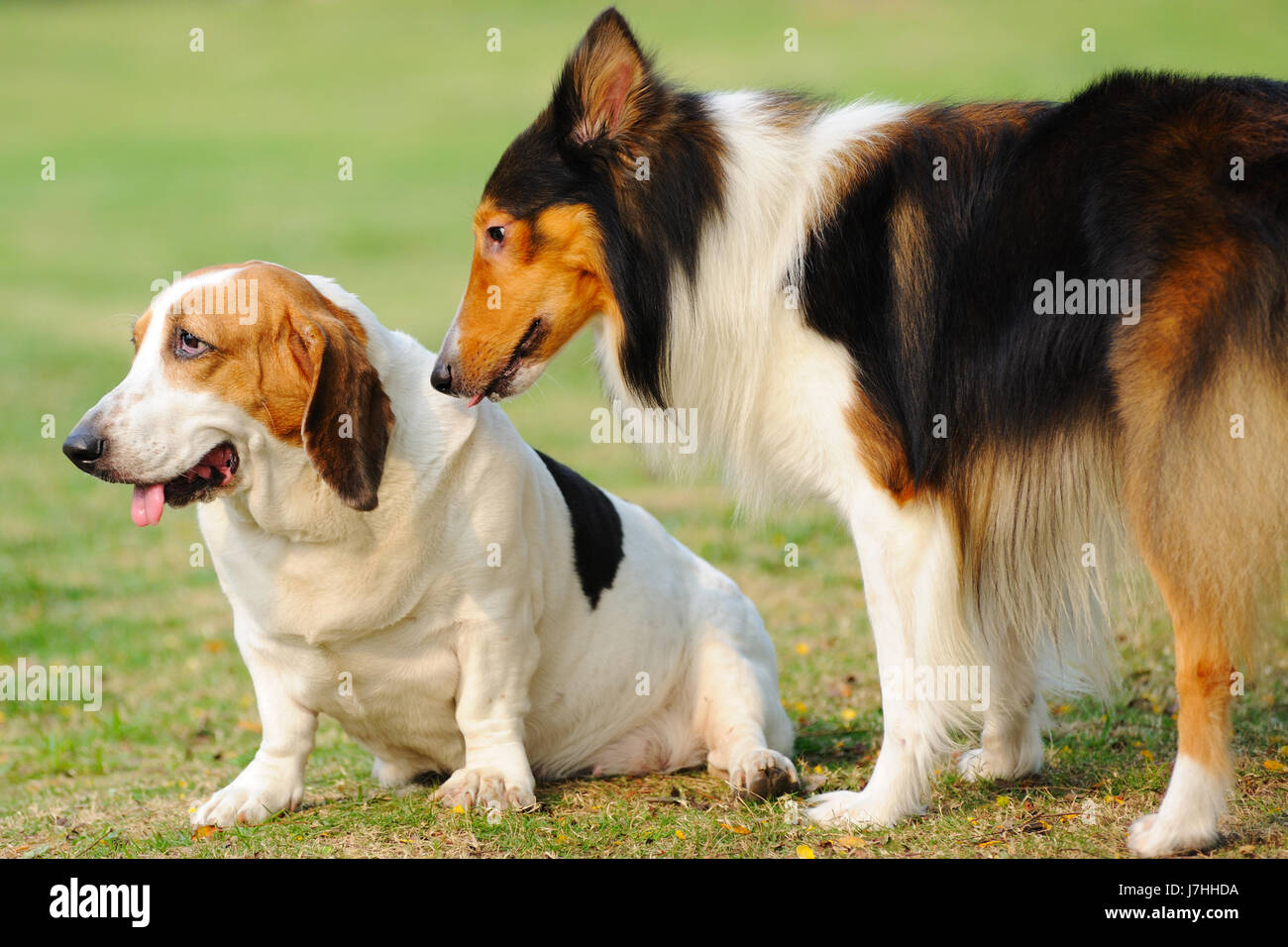Rough dog hi-res stock photography and images - Alamy