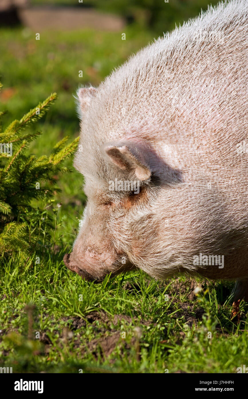 pig with fir Stock Photo - Alamy