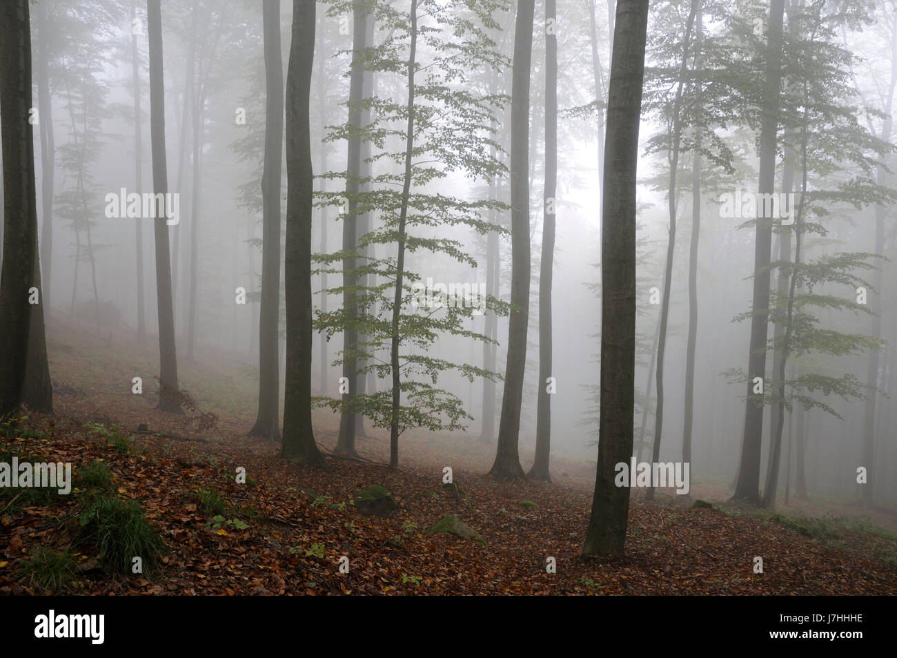 fog in the forest Stock Photo - Alamy