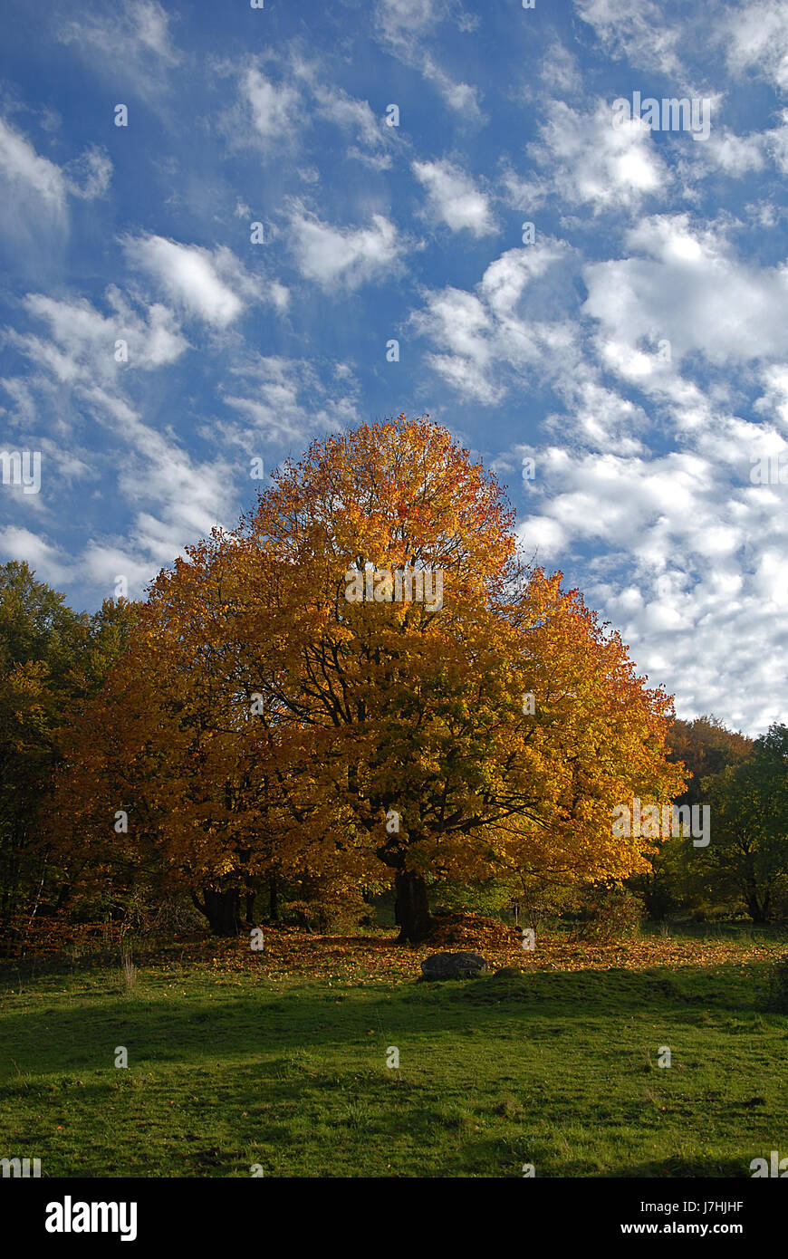 blue tree green leaves coloured colourful gorgeous multifarious richly ...