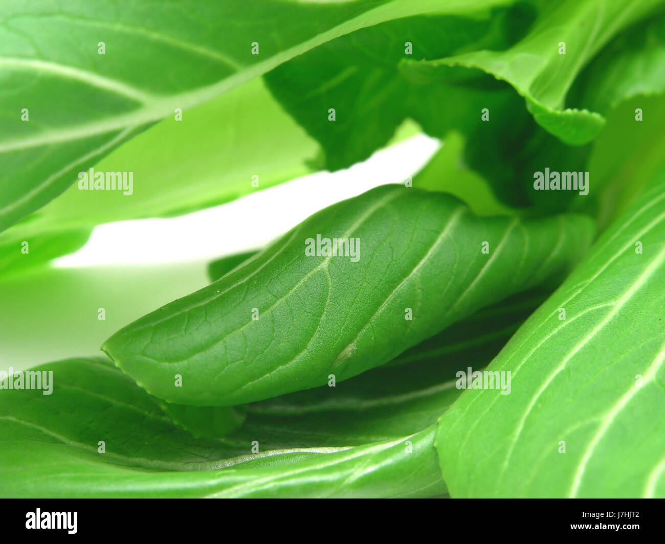 pak soi leaves as wallpaper Stock Photo - Alamy