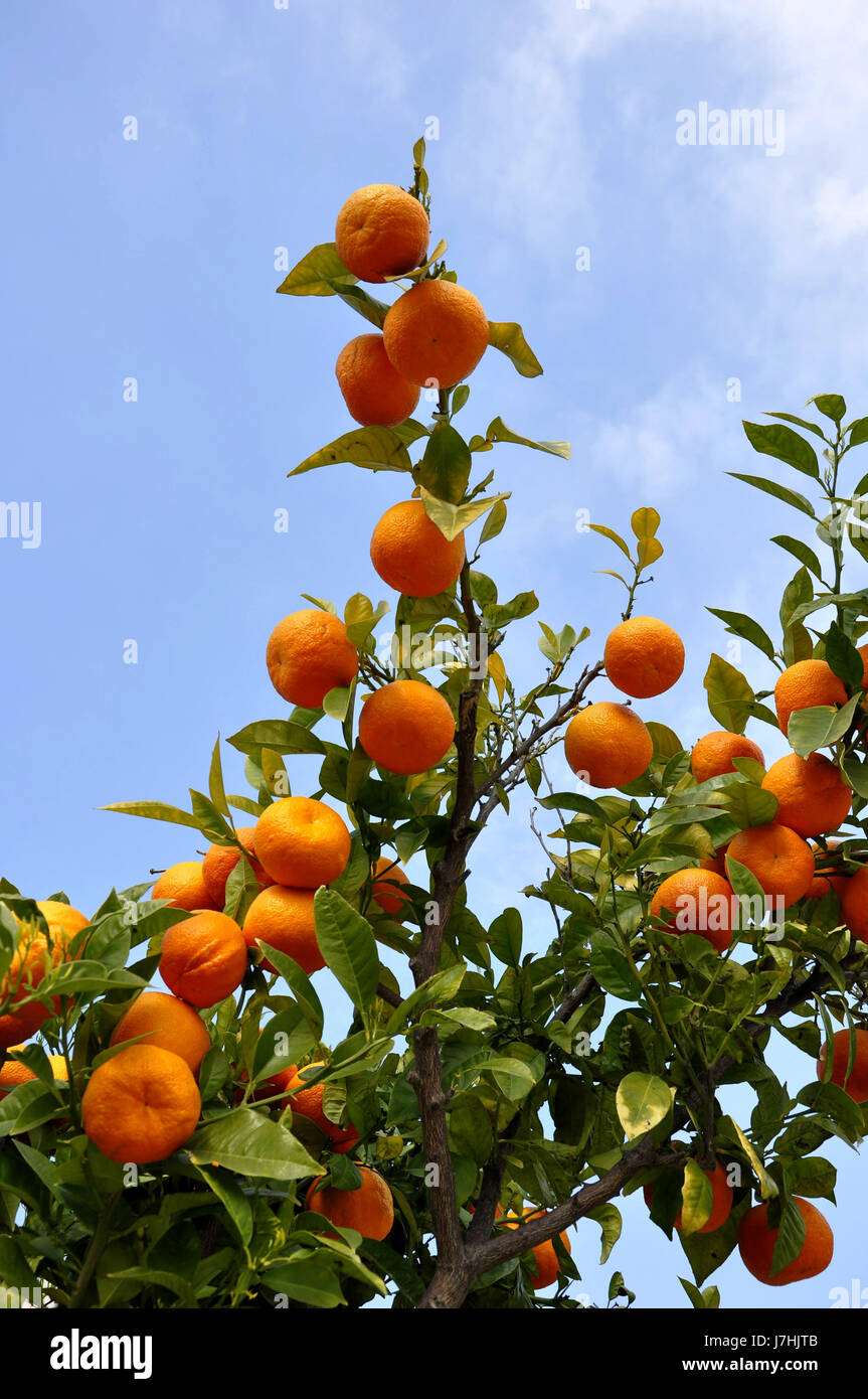 drinks leaf colour tree agriculture farming ripe sunlight horizontal ...